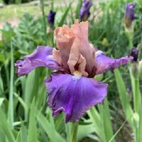 Tall Bearded Iris (Iris 'Poem of Ecstasy') in the Irises Database ...