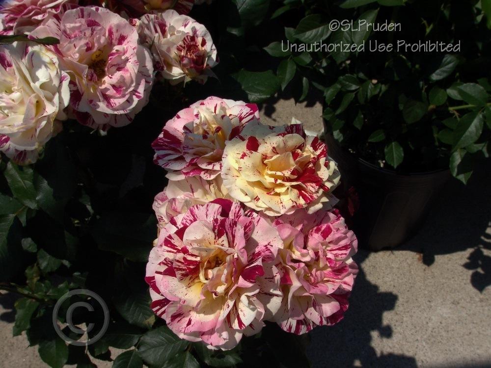 Photo of the bloom of Rose (Rosa 'George Burns') posted by DaylilySLP ...