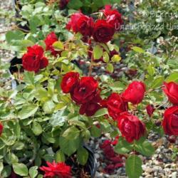 Rose (Rosa 'Hope for Humanity') in the Roses Database - Garden.org