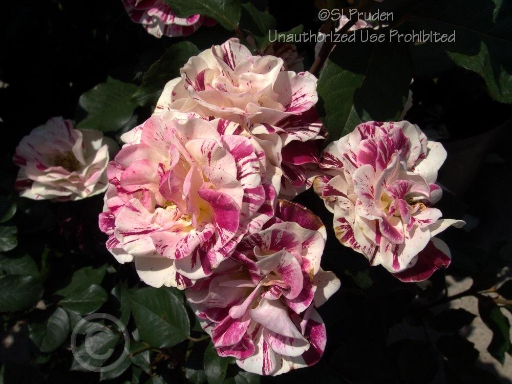 Photo of the bloom of Rose (Rosa 'George Burns') posted by DaylilySLP ...