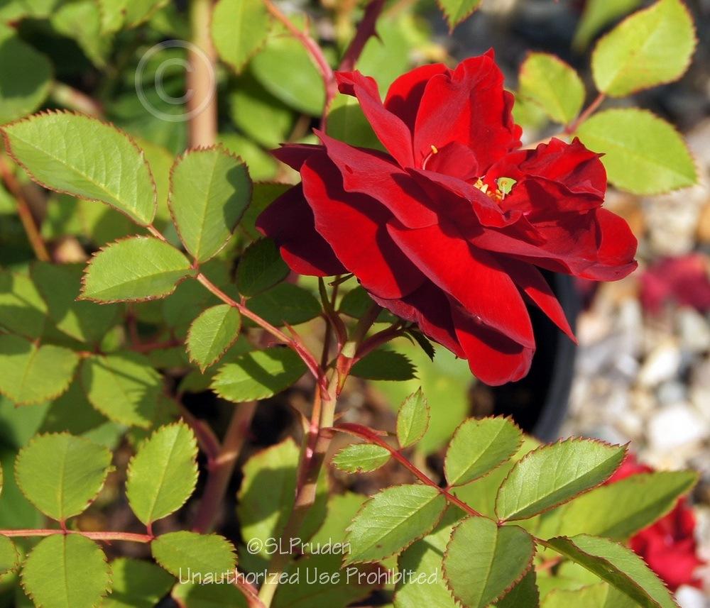 Photo of the bloom of Rose (Rosa 'Hope for Humanity') posted by ...