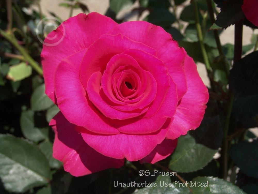 Photo of the bloom of Rose (Rosa 'Fame!') posted by DaylilySLP - Garden.org