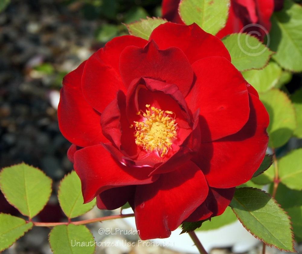 Photo of the bloom of Rose (Rosa 'Hope for Humanity') posted by ...