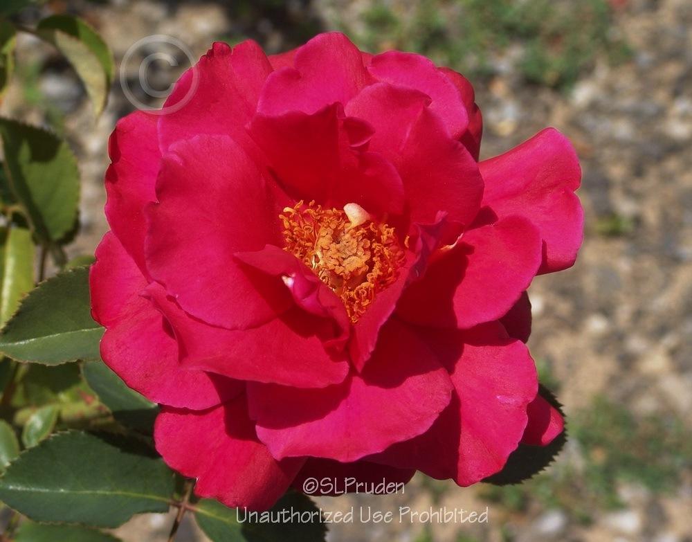 Photo of the bloom of Rose (Rosa 'Firefighter') posted by DaylilySLP ...