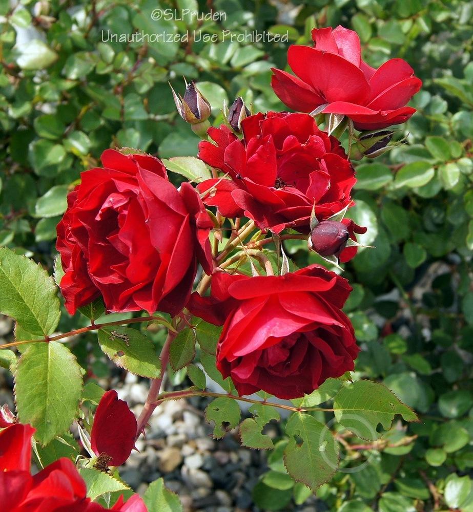 Photo of the bloom of Rose (Rosa 'Hope for Humanity') posted by ...