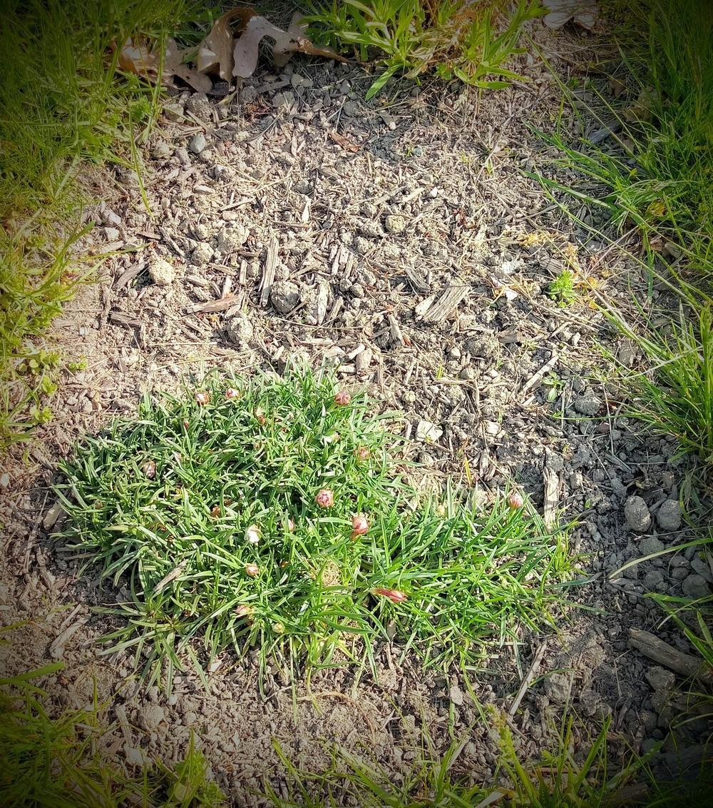 Clumpy mass of grass with "blooms" ?? in the Plant ID forum - Garden.org