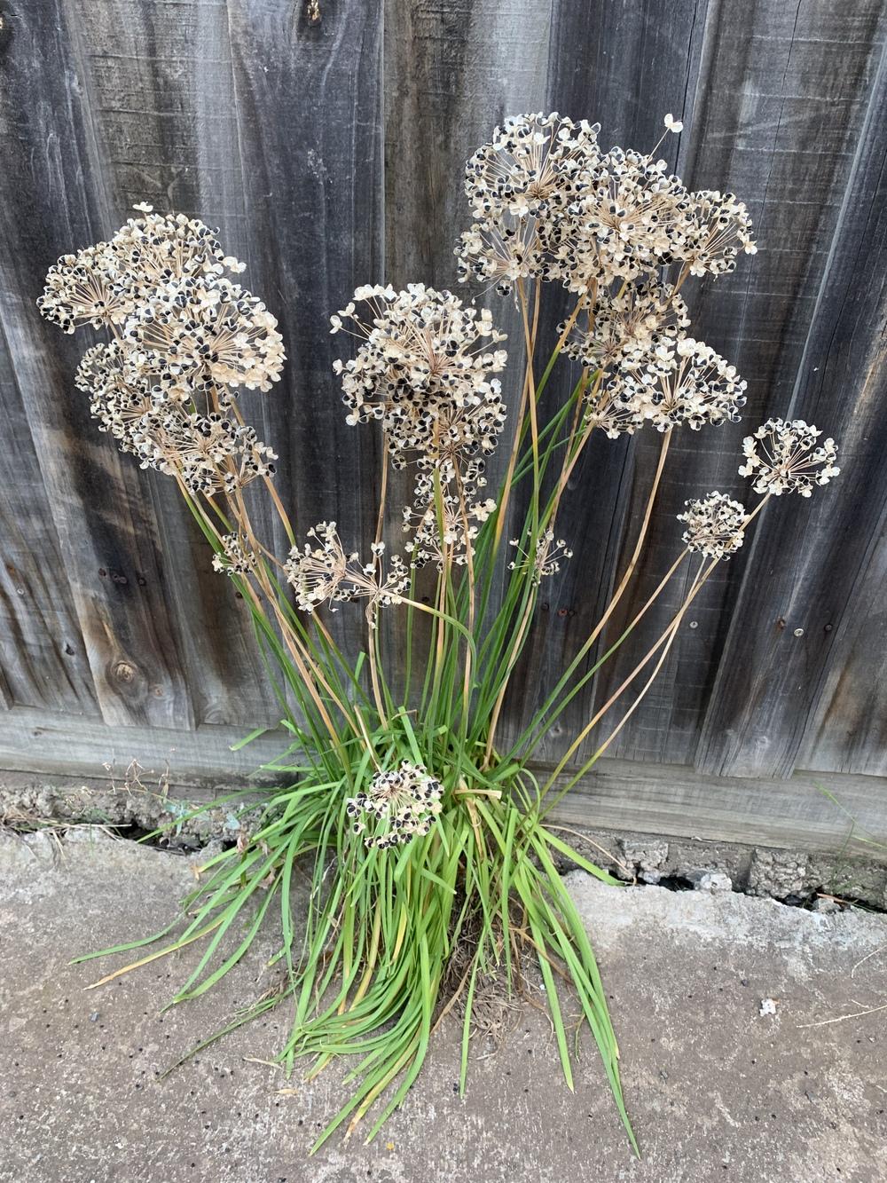 Garlic grass? in the Ask a Question forum - Garden.org