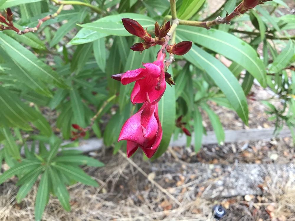 Photo of the bloom of Oleander (Nerium oleander 'Red Cardinal') posted ...
