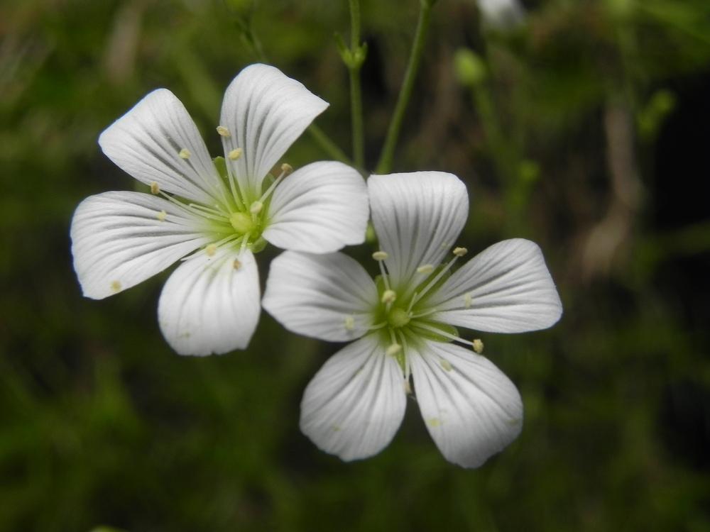 Spring Sandwort (Sabulina verna subsp. verna) - Garden.org