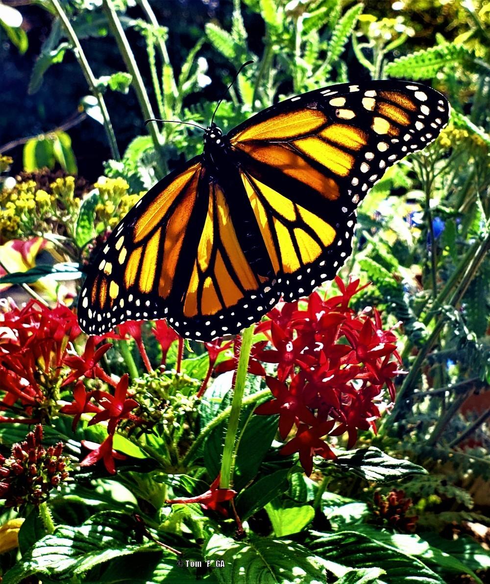 Pentas (Pentas lanceolata 'Red') - Garden.org