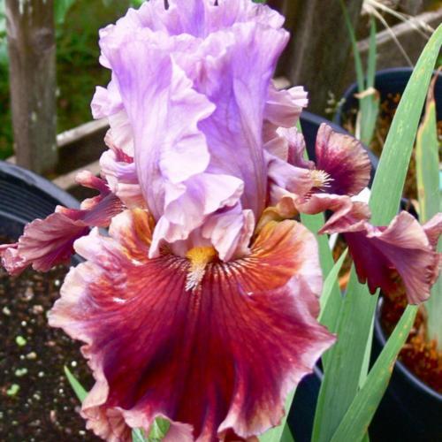 Tall Bearded Iris (Iris 'Gem Trader') in the Irises Database - Garden.org