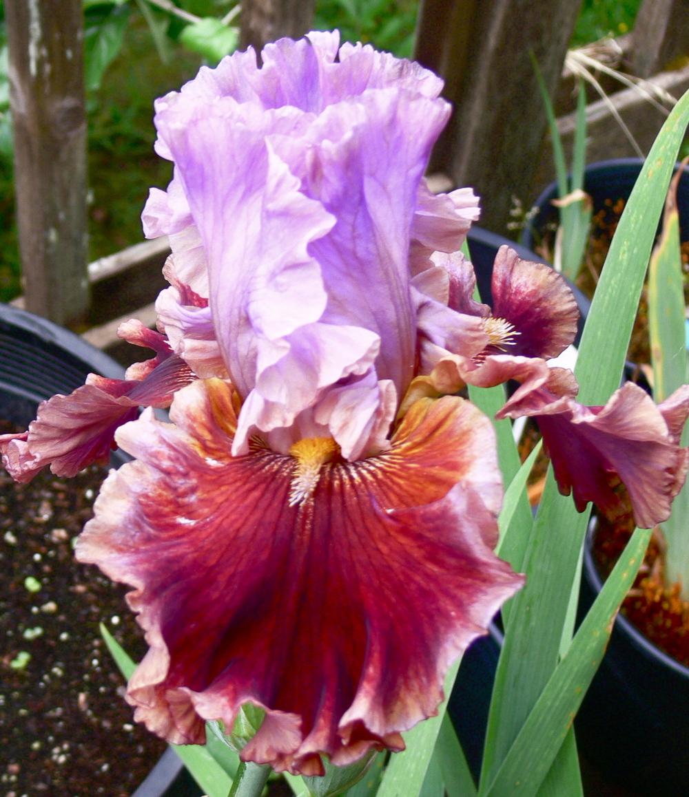 Photo of the bloom of Tall Bearded Iris (Iris 'Gem Trader') posted by ...