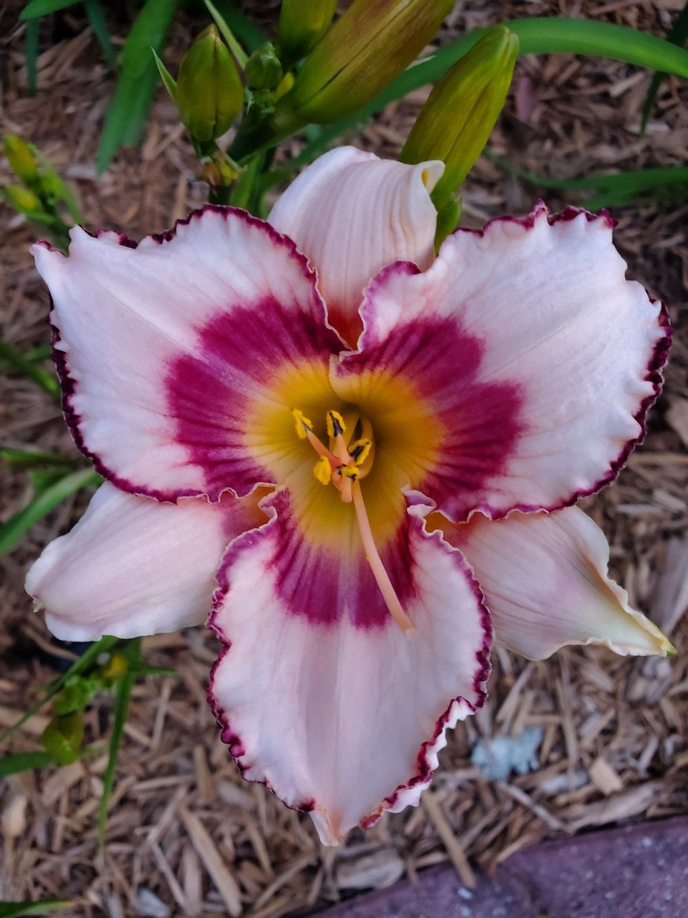 Daylily (Hemerocallis 'Unusual Revelations') in the Daylilies Database ...