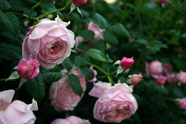 Photo of the bloom of Rose (Rosa 'Spirit of Freedom') posted by ...