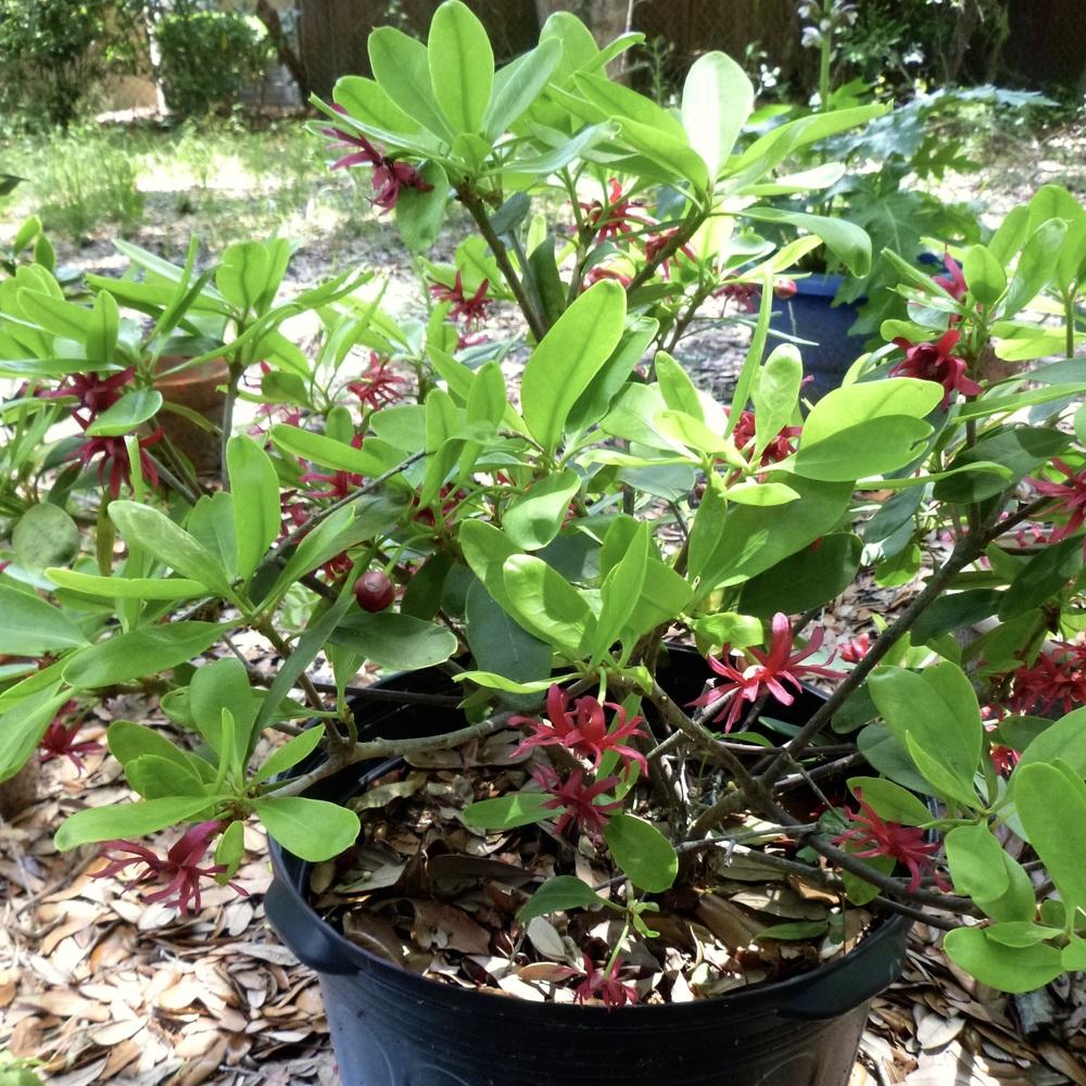 Photo of the entire plant of Florida Anise (Illicium floridanum 'Red ...