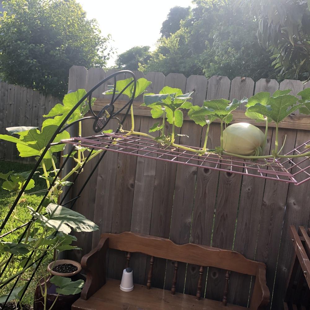 Odd spaghetti squash leaves in the Ask a Question forum - Garden.org