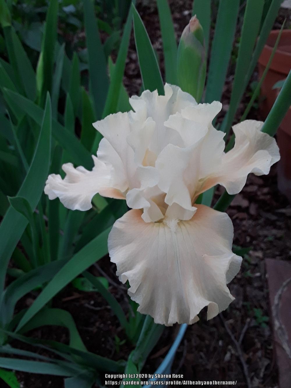 Photo of the bloom of Tall Bearded Iris (Iris 'Let's Misbehave') posted ...