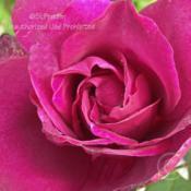 Rose (Rosa 'Intrigue') in the Roses Database - Garden.org