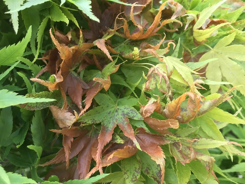 Acer tree leaf problems. in the Trees and Shrubs forum - Garden.org