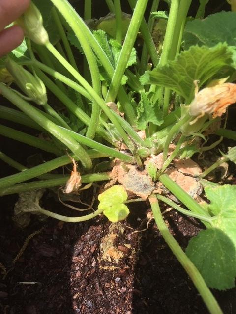 Zucchini Mold/Mushroom? in the Pests and Diseases forum - Garden.org