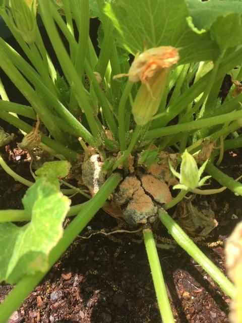 Zucchini Mold/Mushroom? in the Pests and Diseases forum - Garden.org