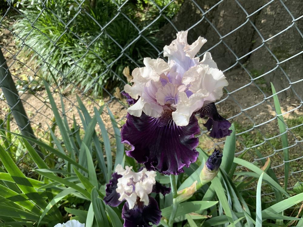 Photo of the bloom of Tall Bearded Iris (Iris 'Executive Order') posted ...