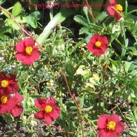 Rock Rose (Helianthemum 'Ben Ledi') - Garden.org