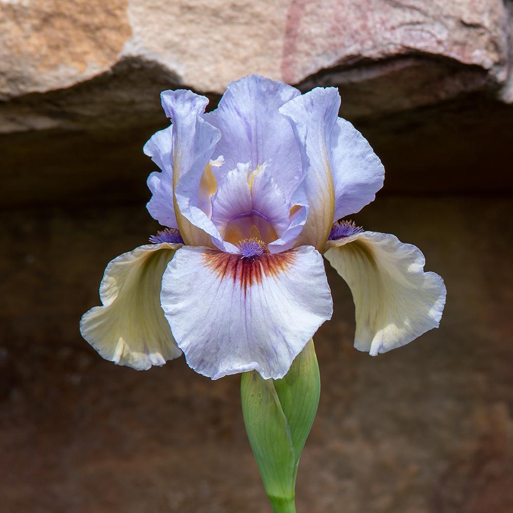 Photo of the bloom of Arilbred Iris (Iris 'Lucky Dragon') posted by ...