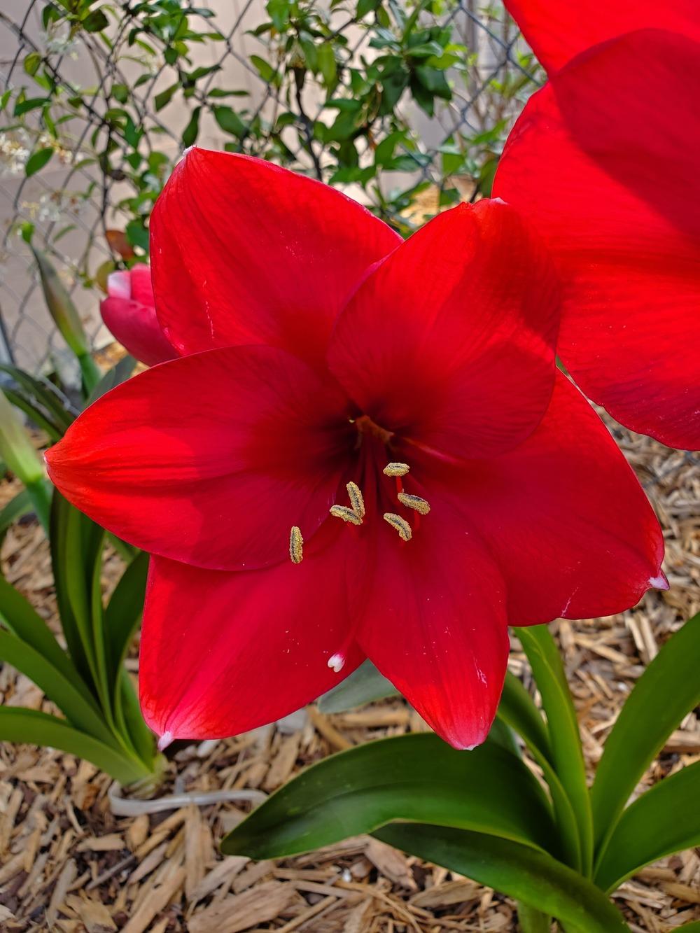 Photo of the bloom of Amaryllis (Hippeastrum 'Red Lion') posted by ...