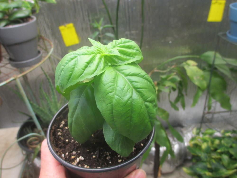 Help with sad basil seedlings in the Ask a Question forum - Garden.org