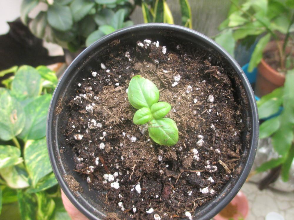 Help with sad basil seedlings in the Ask a Question forum - Garden.org