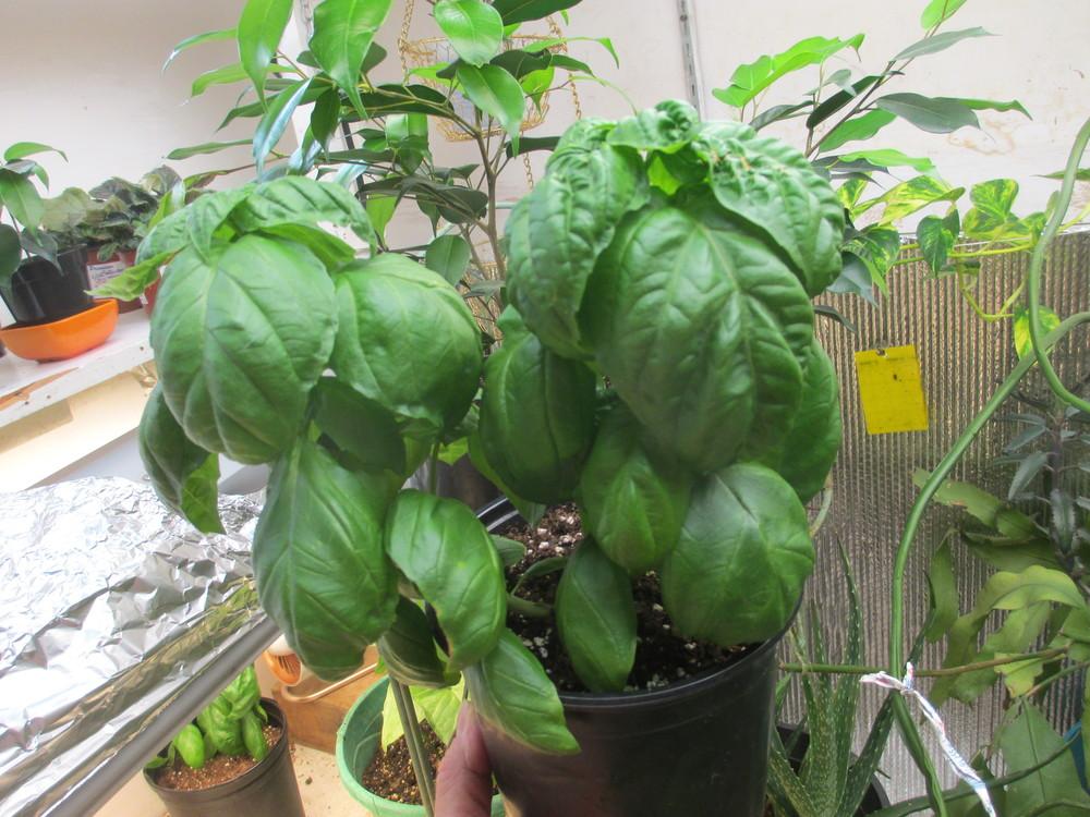 Help with sad basil seedlings in the Ask a Question forum - Garden.org