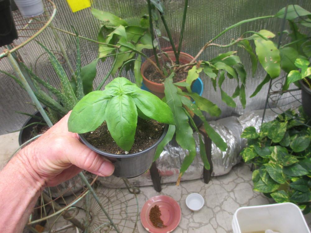 Help with sad basil seedlings in the Ask a Question forum - Garden.org