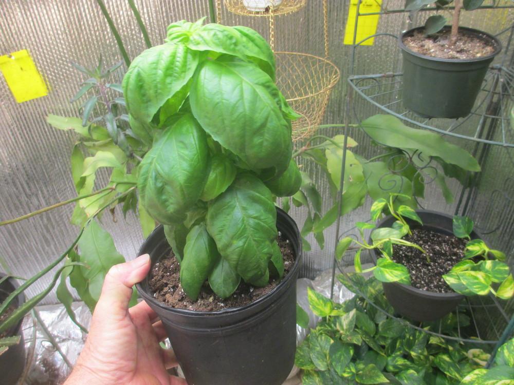 Help with sad basil seedlings in the Ask a Question forum - Garden.org