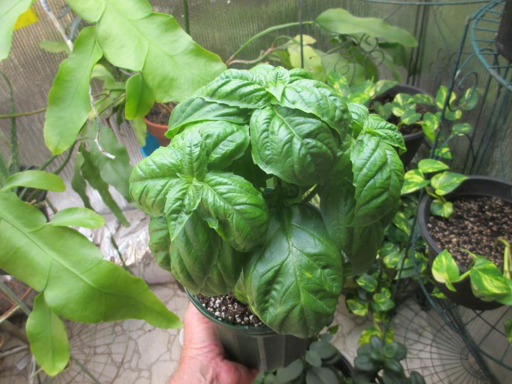 Help with sad basil seedlings in the Ask a Question forum - Garden.org