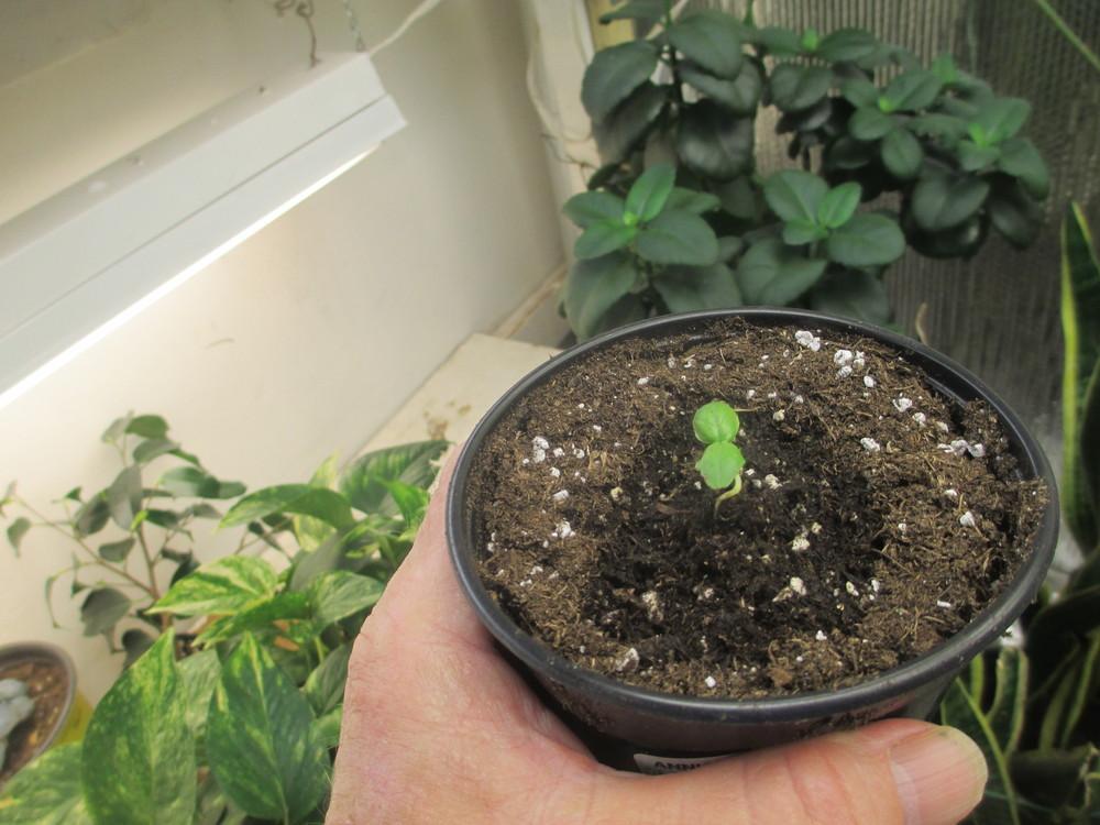 Help with sad basil seedlings in the Ask a Question forum - Garden.org