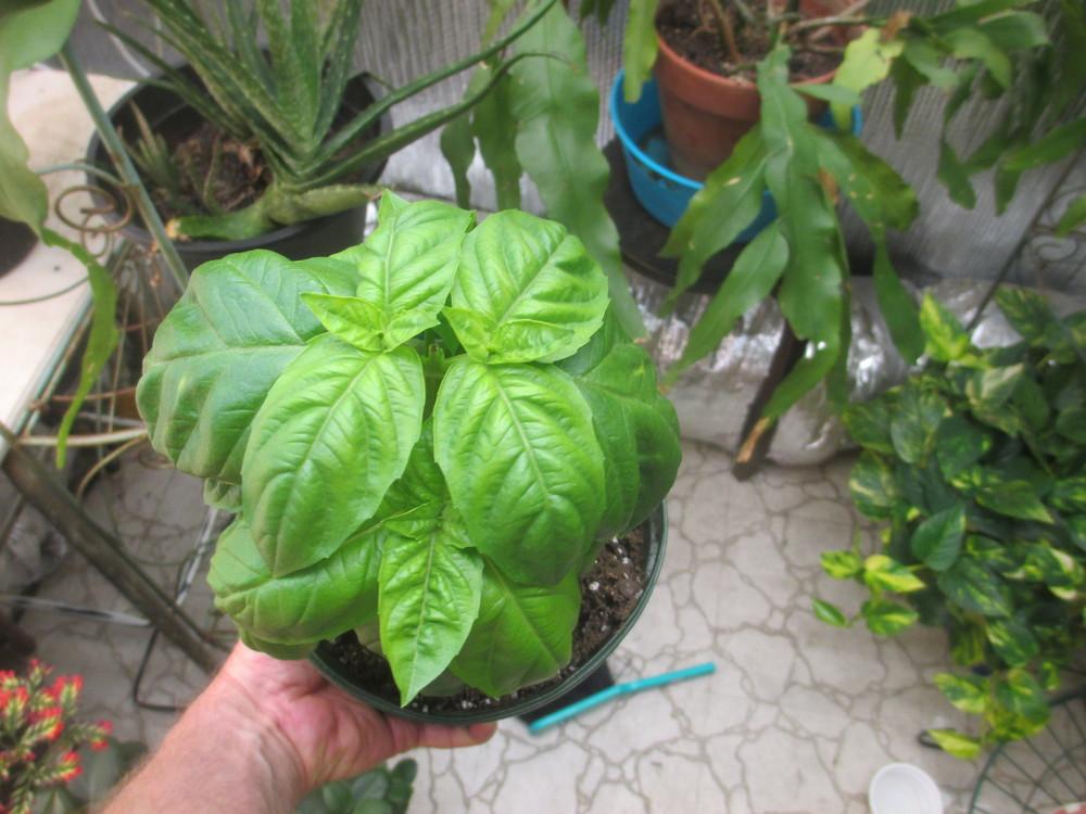 Help with sad basil seedlings in the Ask a Question forum - Garden.org