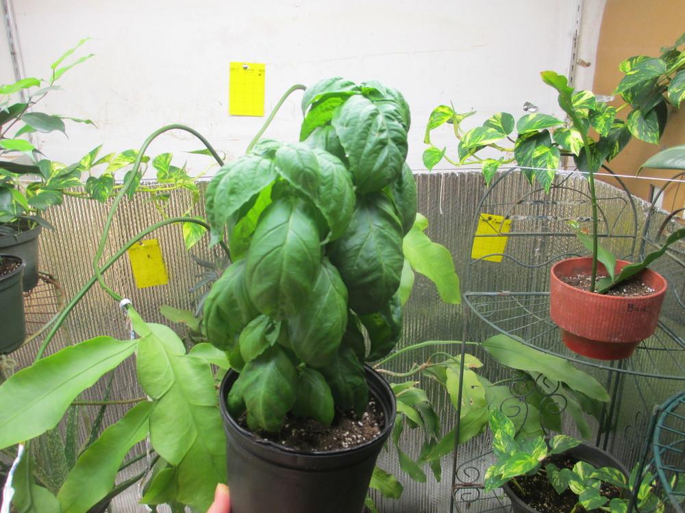Help with sad basil seedlings in the Ask a Question forum - Garden.org