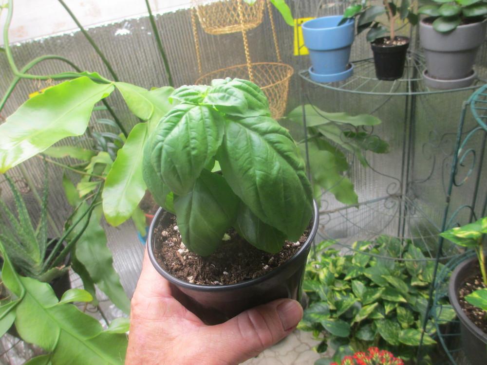 Help with sad basil seedlings in the Ask a Question forum - Garden.org