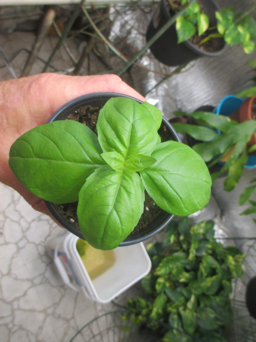 Help with sad basil seedlings in the Ask a Question forum - Garden.org