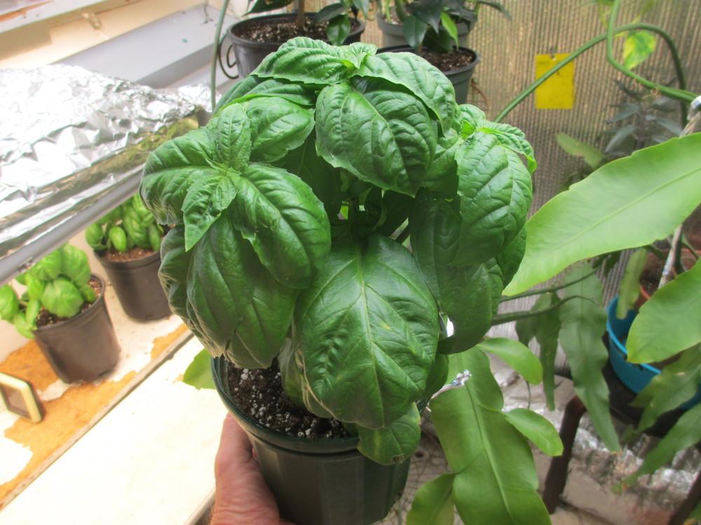 Help with sad basil seedlings in the Ask a Question forum - Garden.org