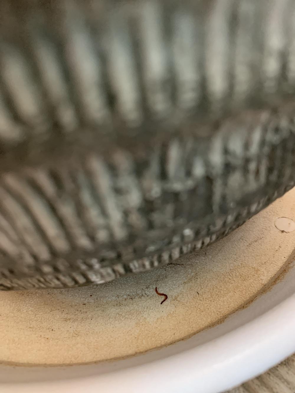 Fig fiddle worm in the Ask a Question forum - Garden.org