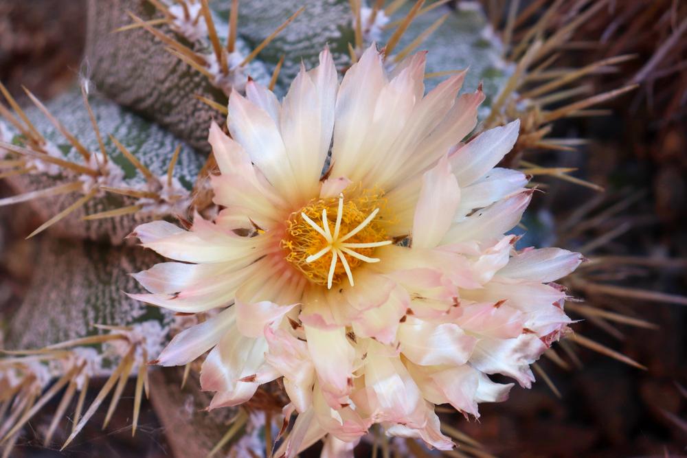 Photo of the bloom of Star Plant (Astrophytum ornatum) posted by Baja ...