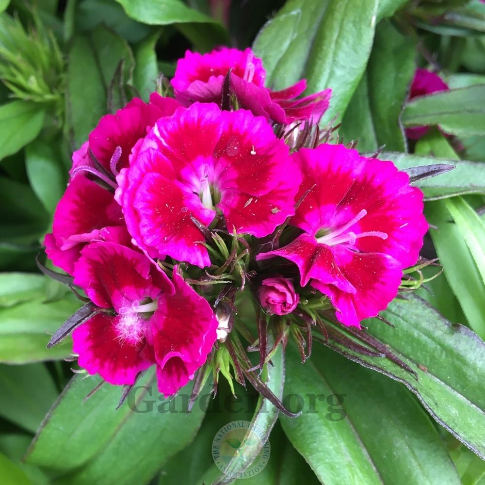 Dianthus (Dianthus barbatus Barbarini™ Purple Bicolor) in the Dianthus ...