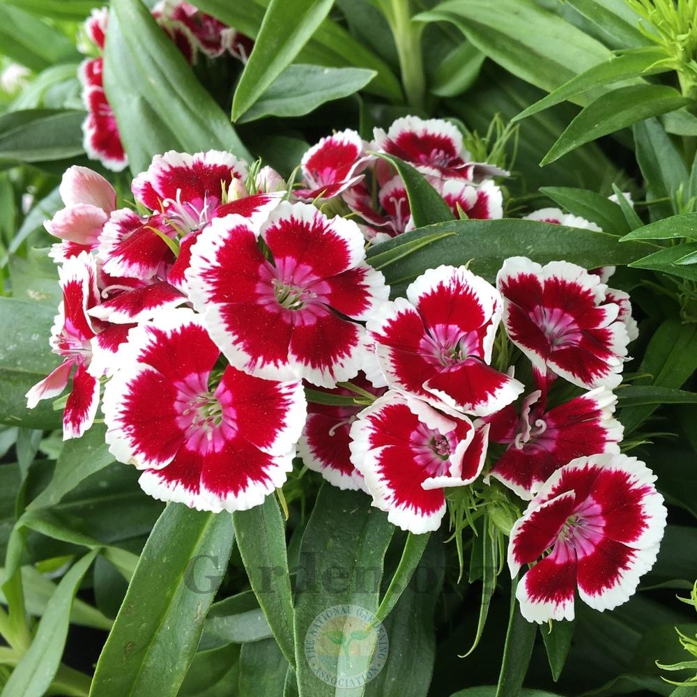 Dianthus (Dianthus barbatus Barbarini™ Red Picotee) in the Dianthus ...