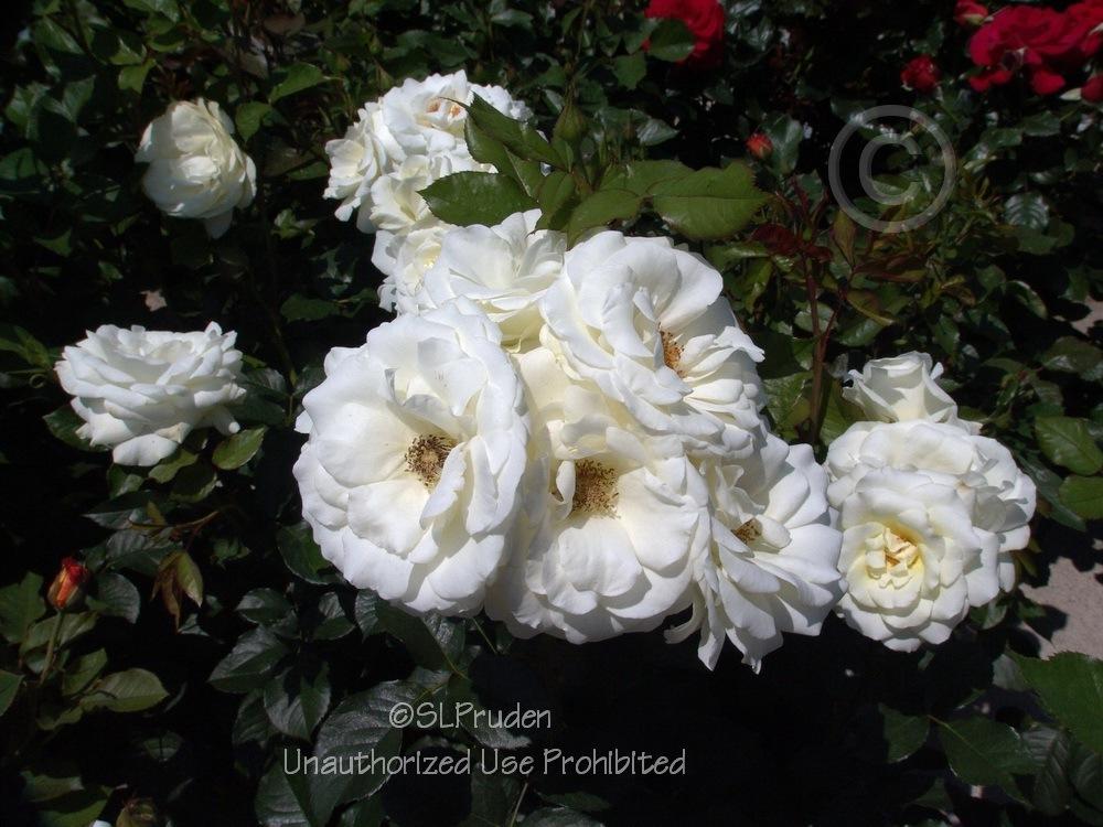Photo of the entire plant of Rose (Rosa 'Moondance') posted by ...