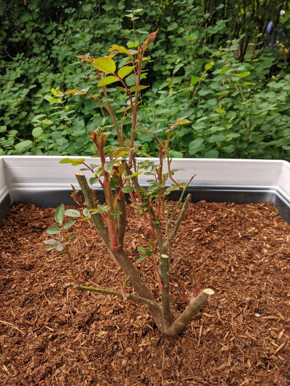Advice for My Newly Planted Bare Root Rose in the Roses forum - Garden.org