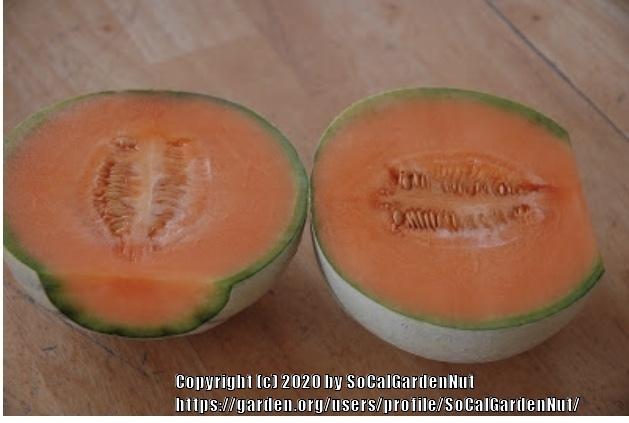 2020 Melon Thread in the Vegetables and Fruit forum - Garden.org