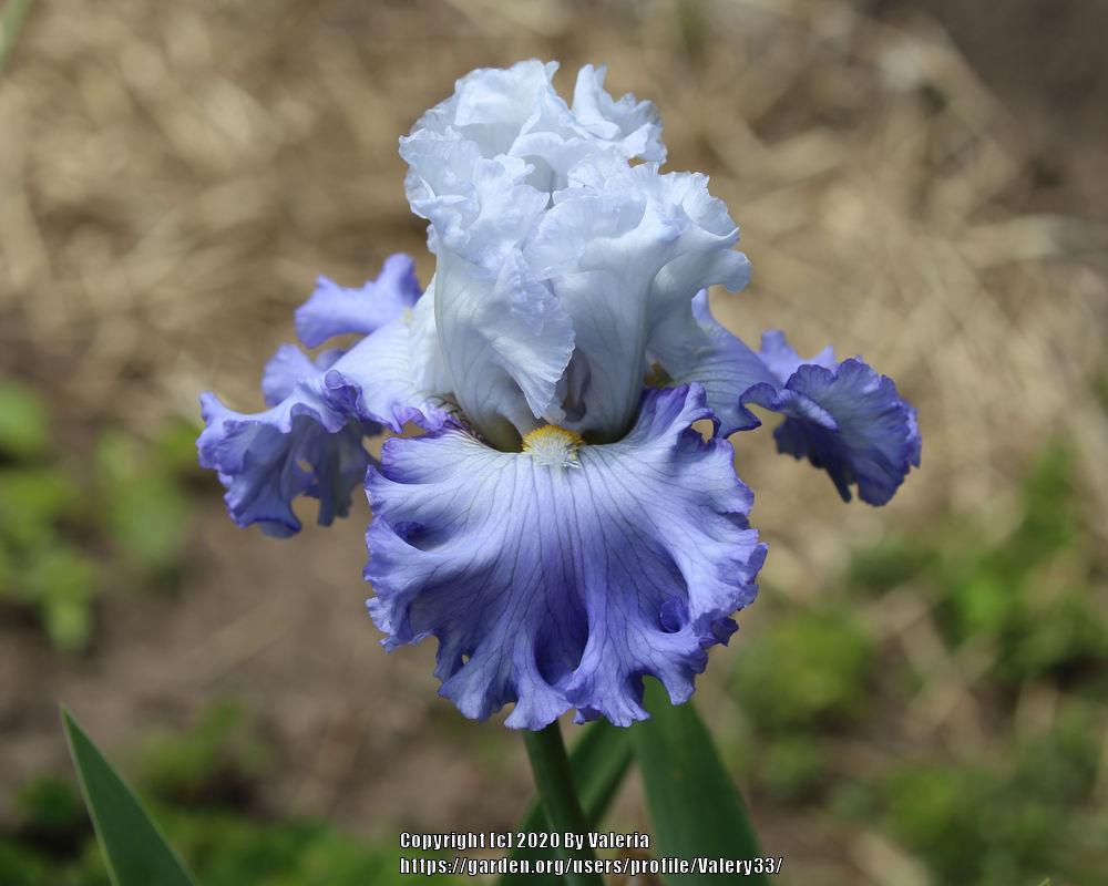 Tall Bearded Iris (Iris 'Caribbean Queen') in the Irises Database ...