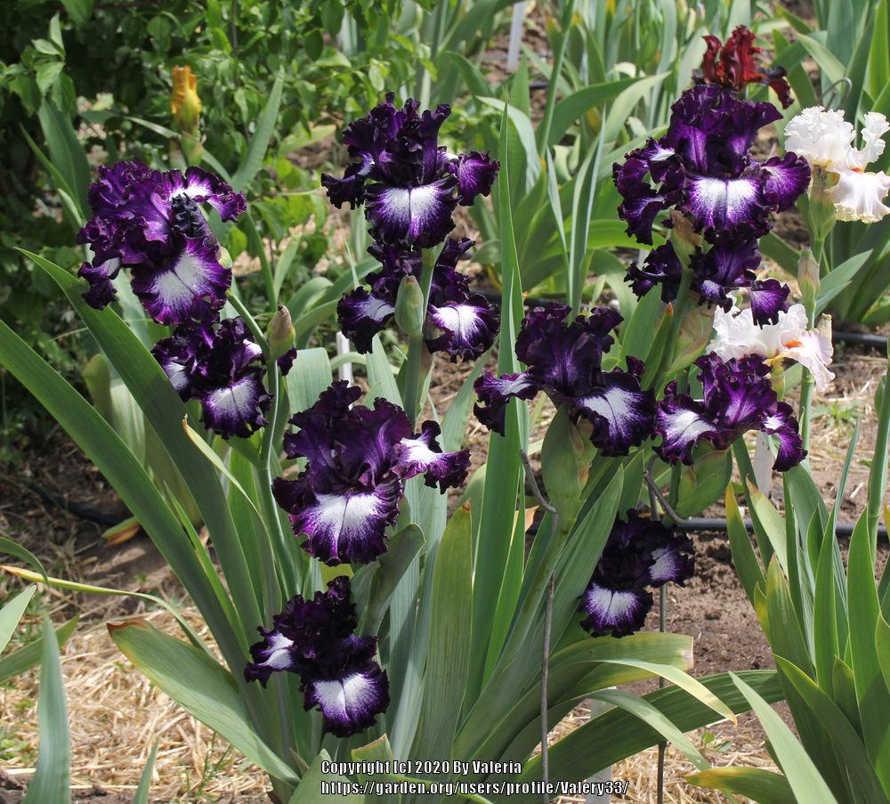 Photo of the bloom of Tall Bearded Iris (Iris 'Midnight Velvet') posted ...